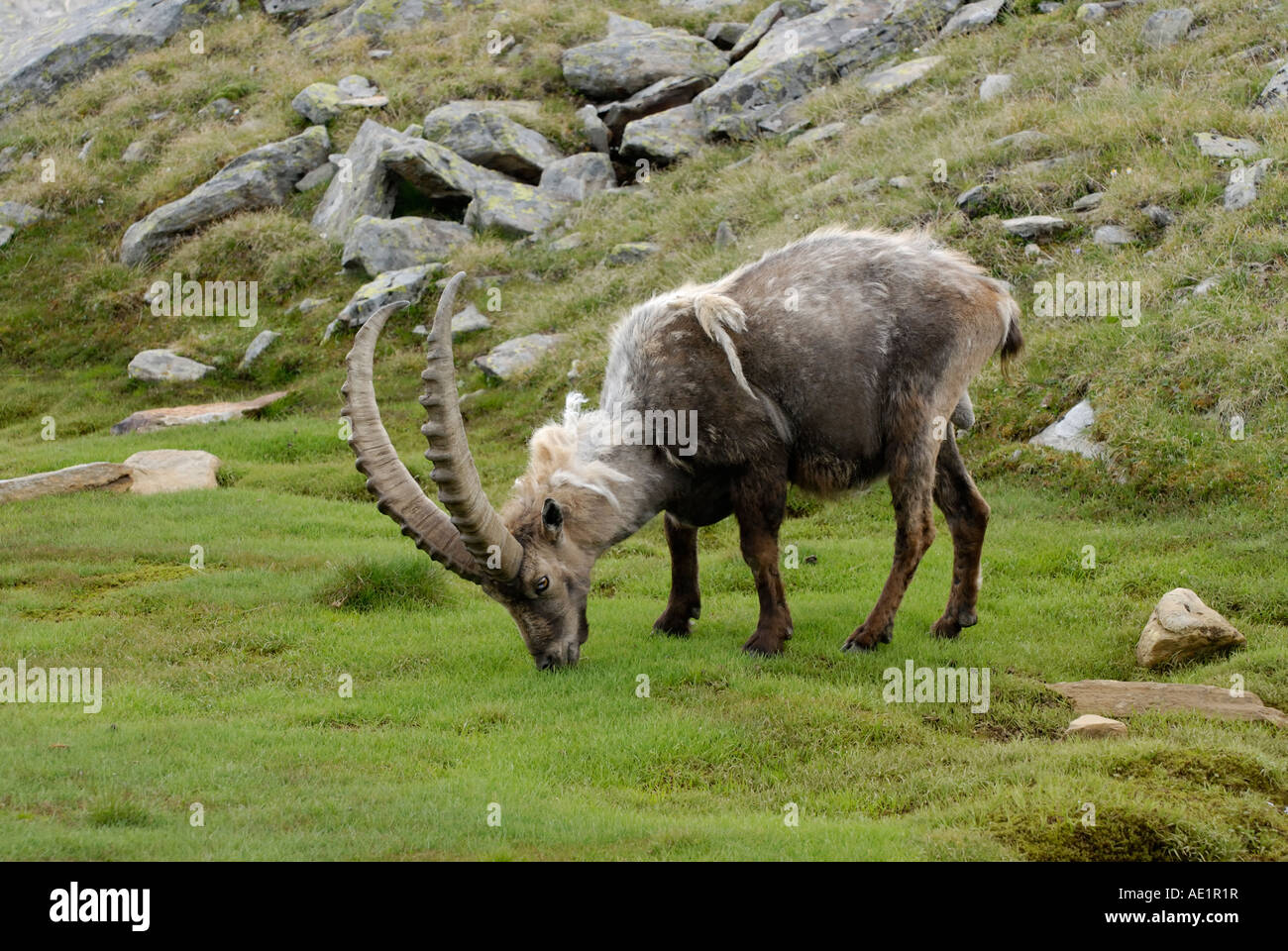 Male Alpine Ibex Capra ibex Gran Paradiso National Park Italian Alps ...
