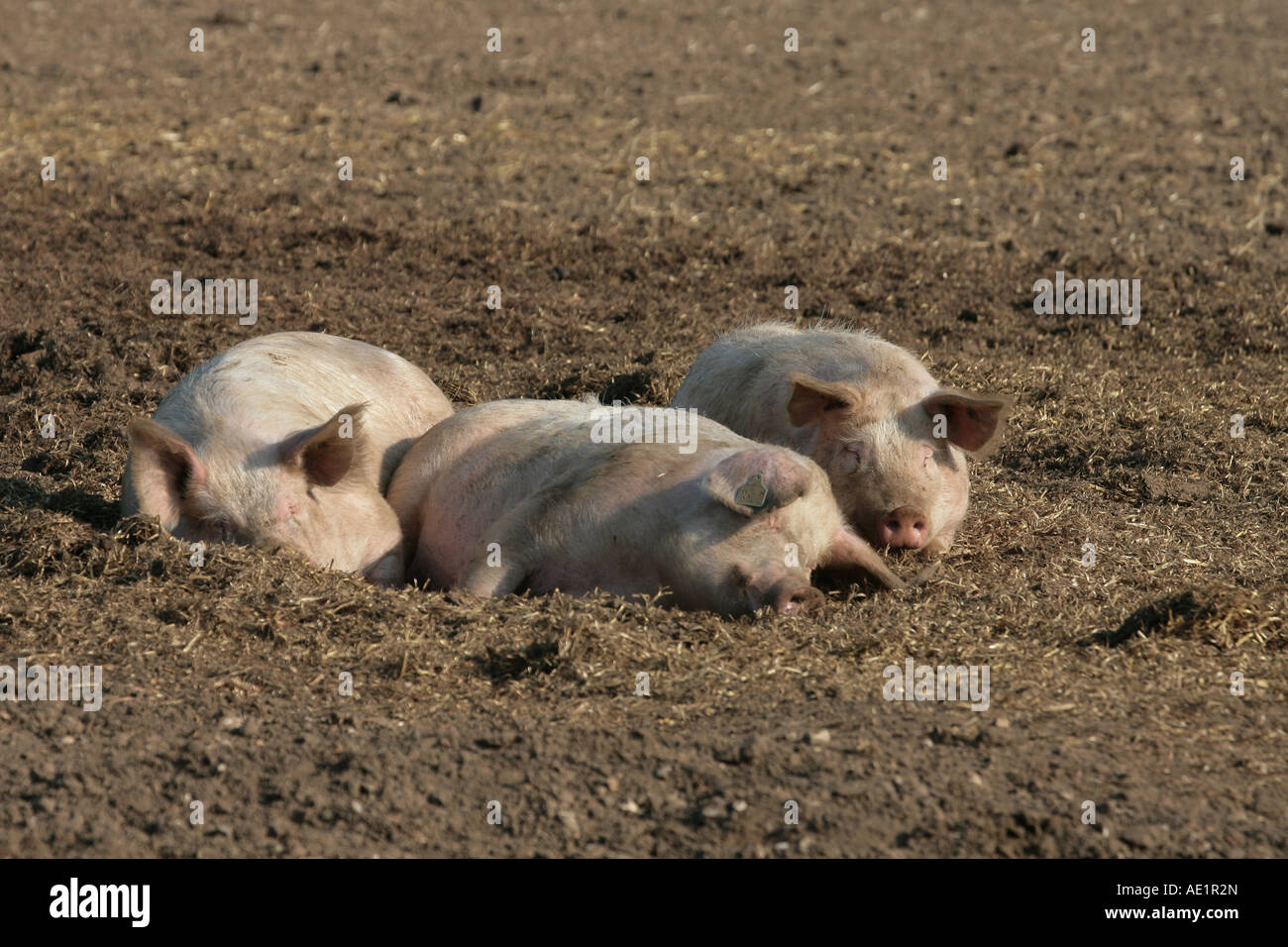 Three pigs laying in mud Stock Photo - Alamy