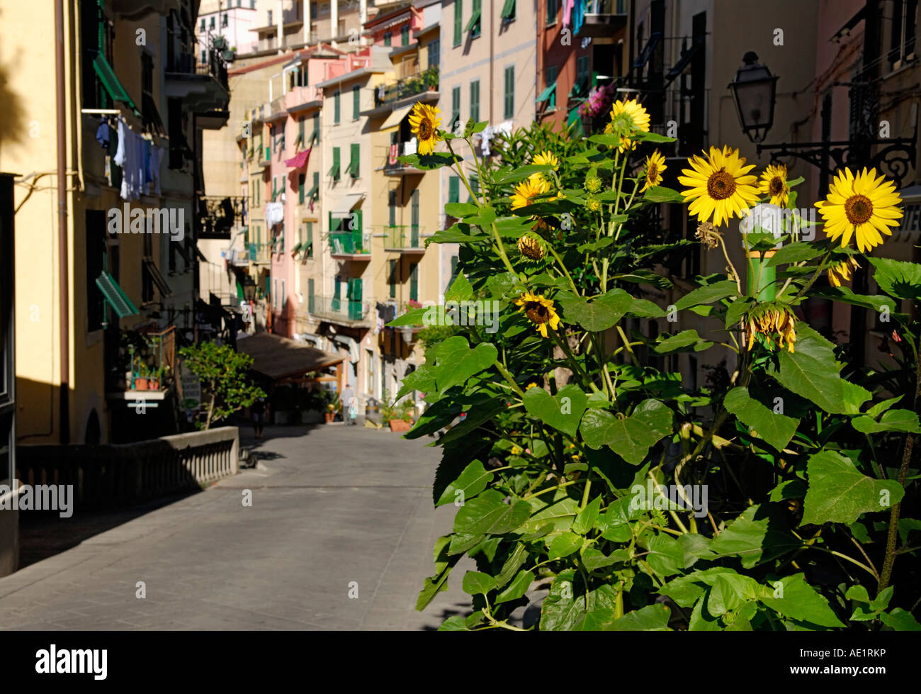 Street, lined with flowers, "morning light", Riomaggiore, Cinque Terre, Italy Stock Photo - Alamy