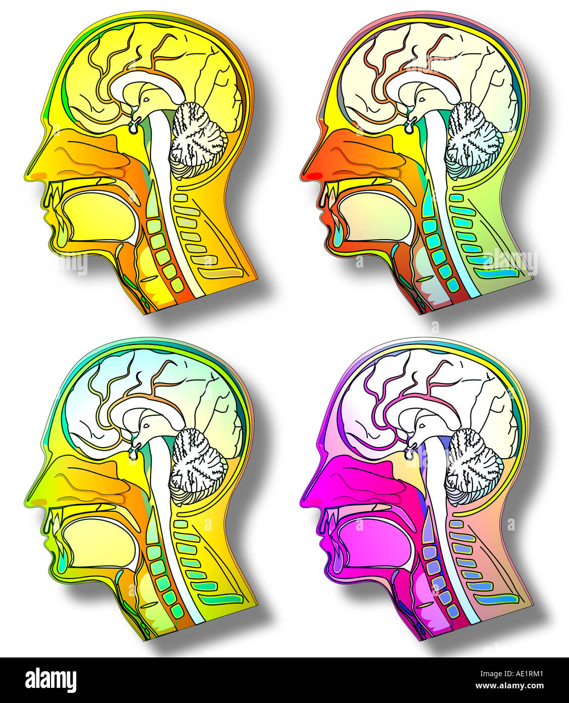 color coded tiled x-ray skulls Stock Photo - Alamy