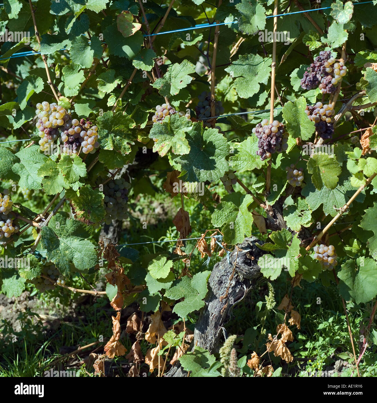 Riesling vineyards france hi-res stock photography and images - Alamy