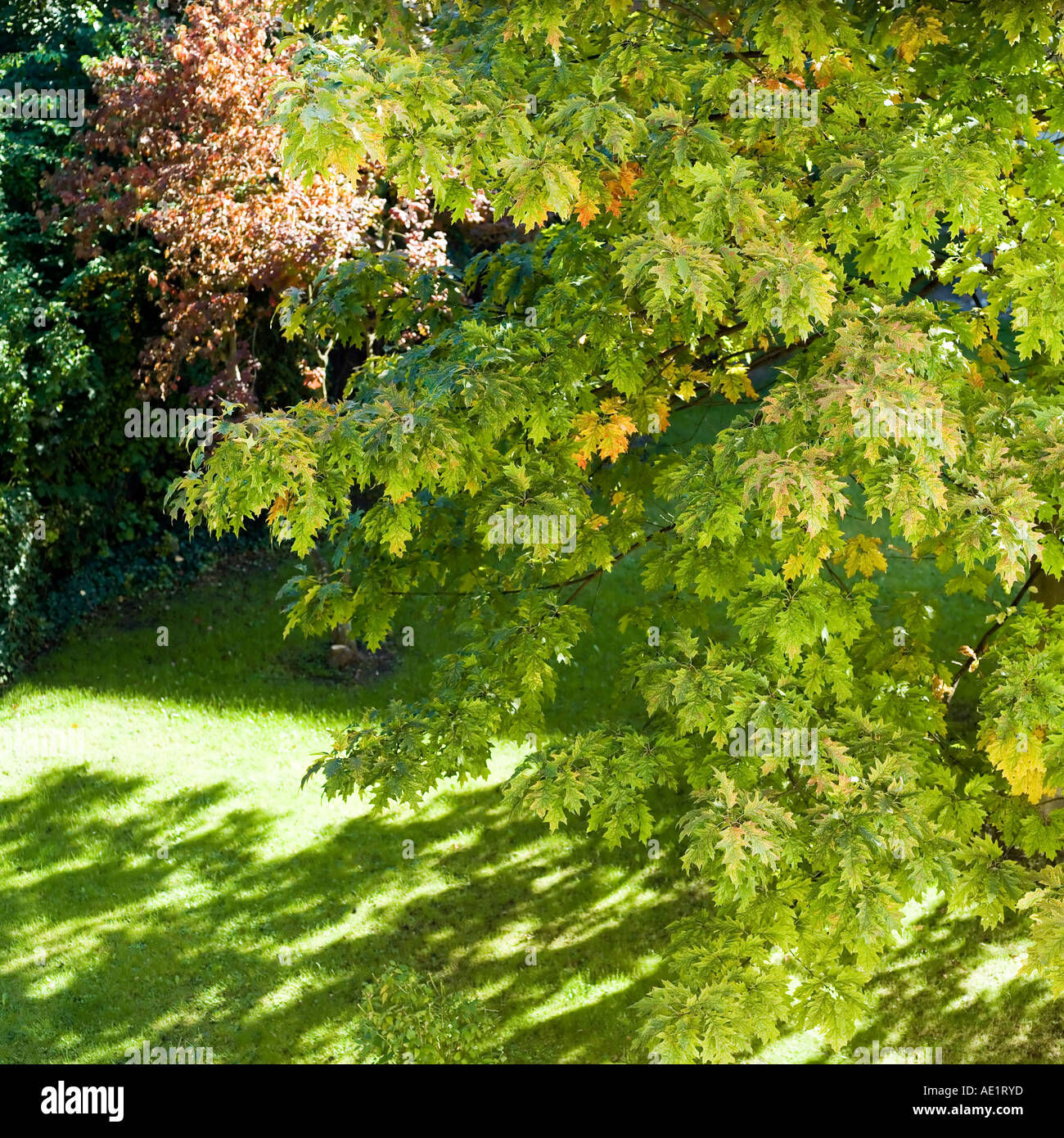 Northern red oak tree with late summer foliage Stock Photo - Alamy