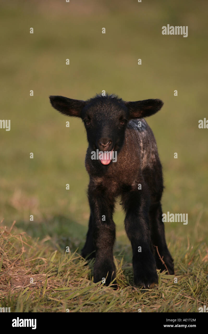 Black lamb bleeting in grass field Stock Photo - Alamy