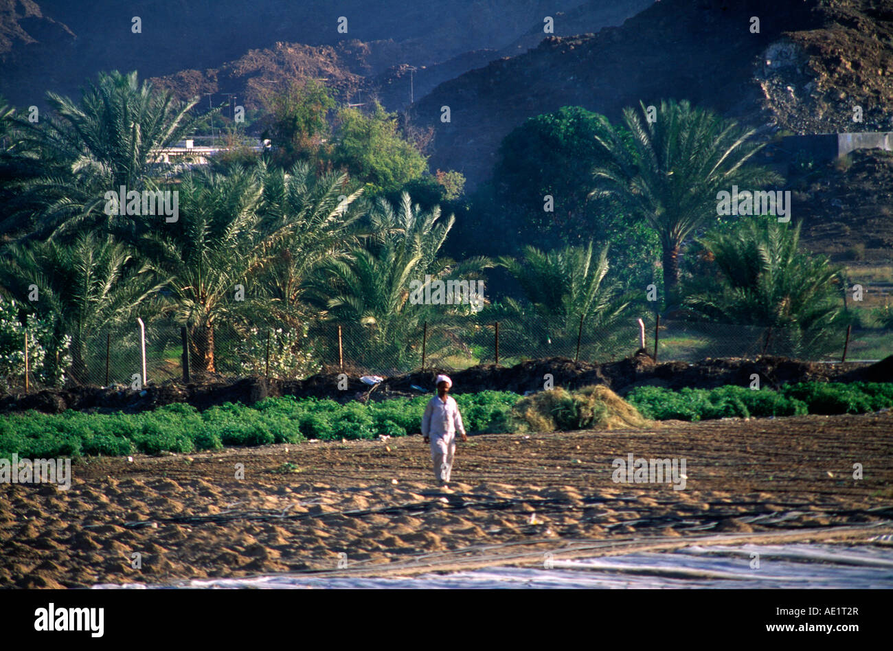 Uae agriculture hi-res stock photography and images - Alamy