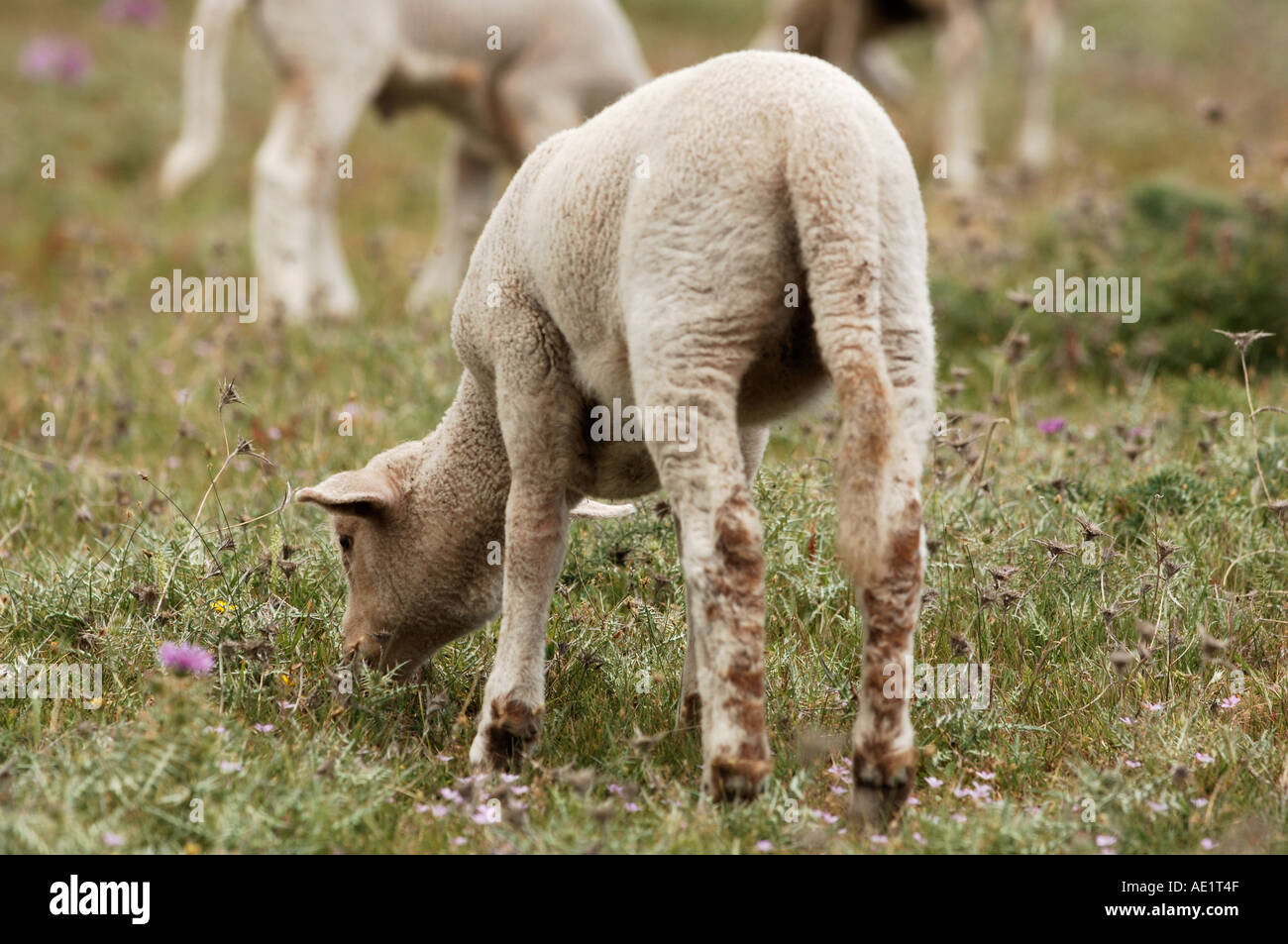 lamb in open field Stock Photo - Alamy