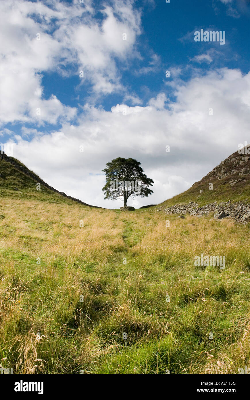 Sycamore Tree on Hadrians Wall near Steel Rigg, Roman Wall country ...