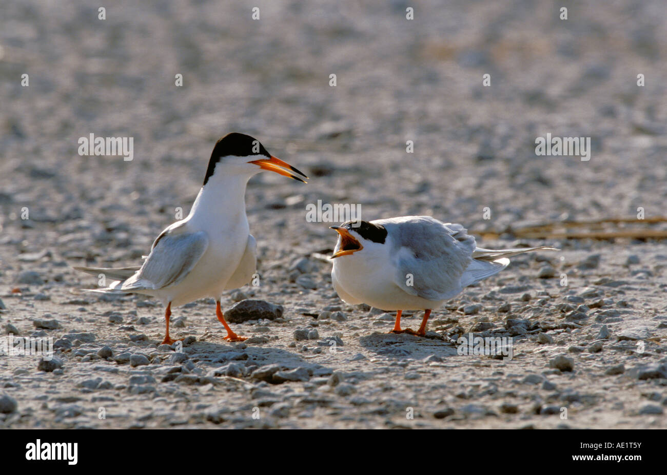 Forster's Tern Sterna forsteri Anahuac National Wildlife Refuge TEXAS ...