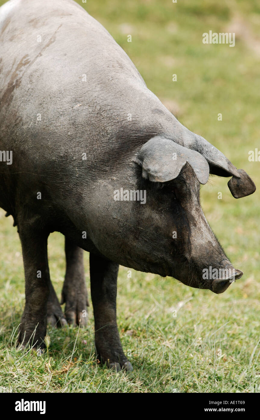pig in the field Stock Photo - Alamy