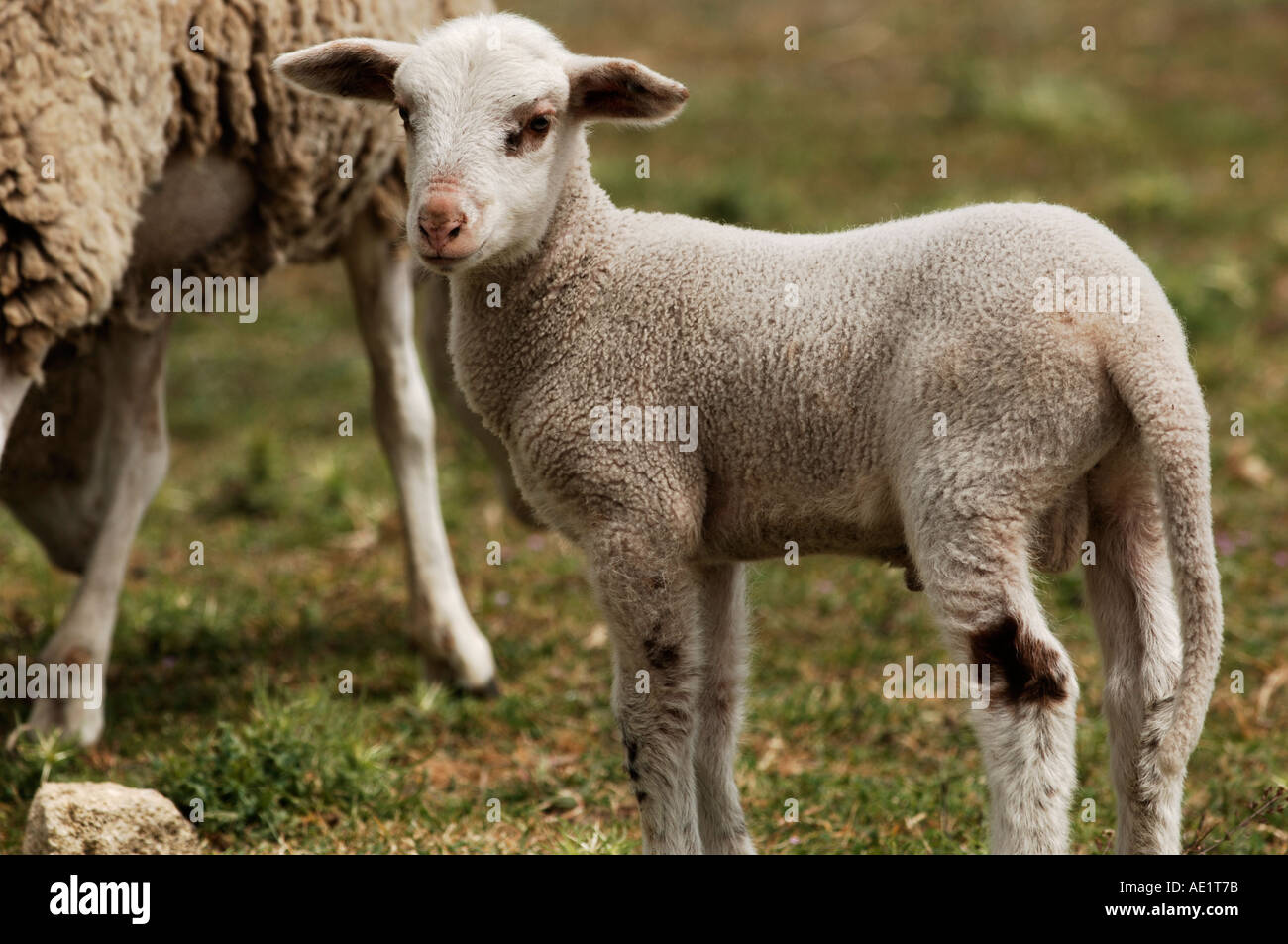 lamb in open field Stock Photo - Alamy