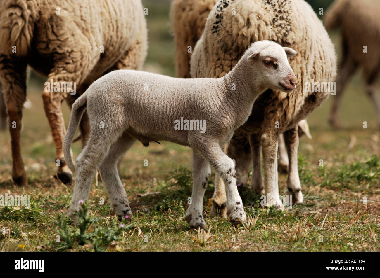 Group lamb in open hi-res stock photography and images - Alamy