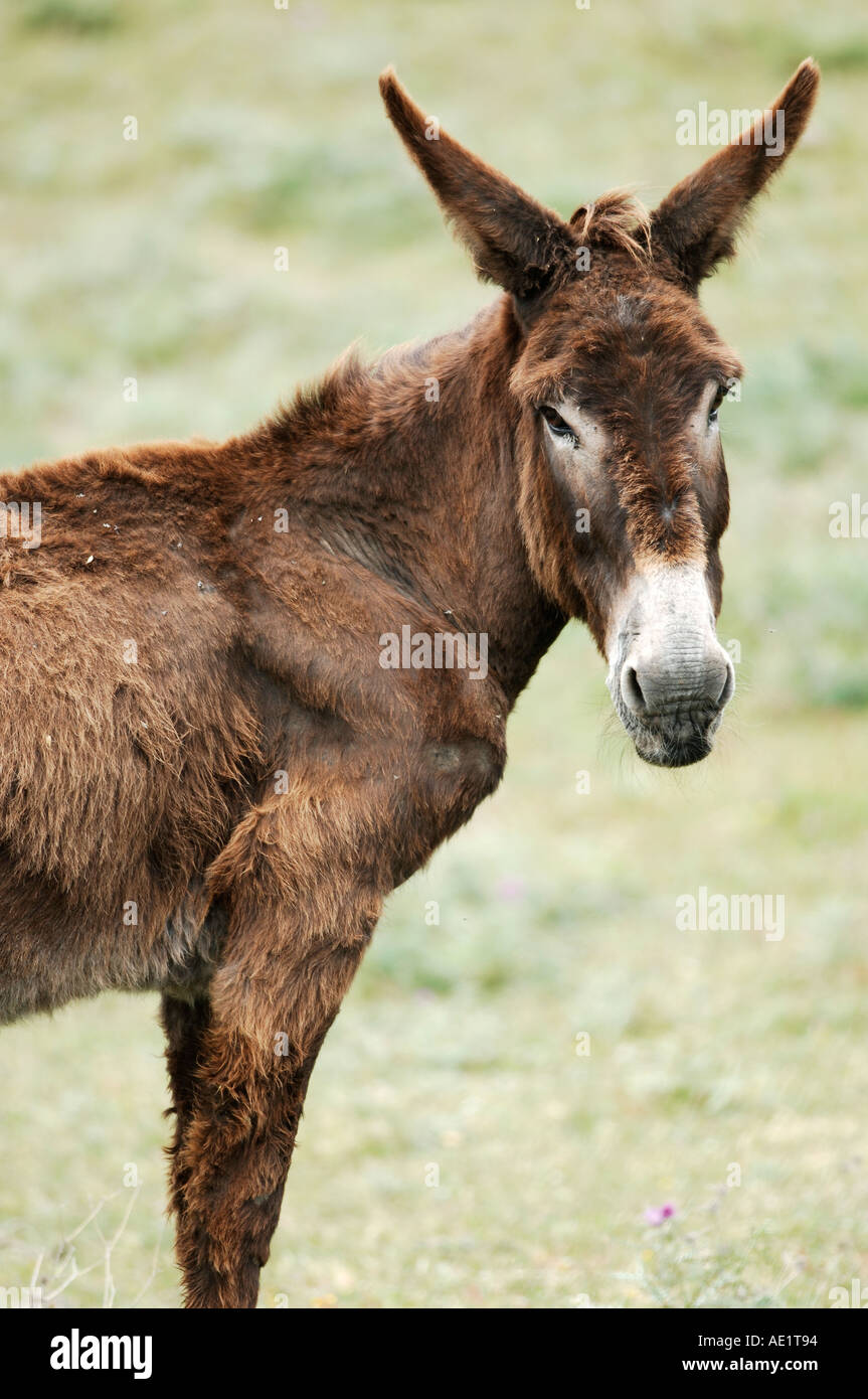 Donkey in the field Stock Photo - Alamy
