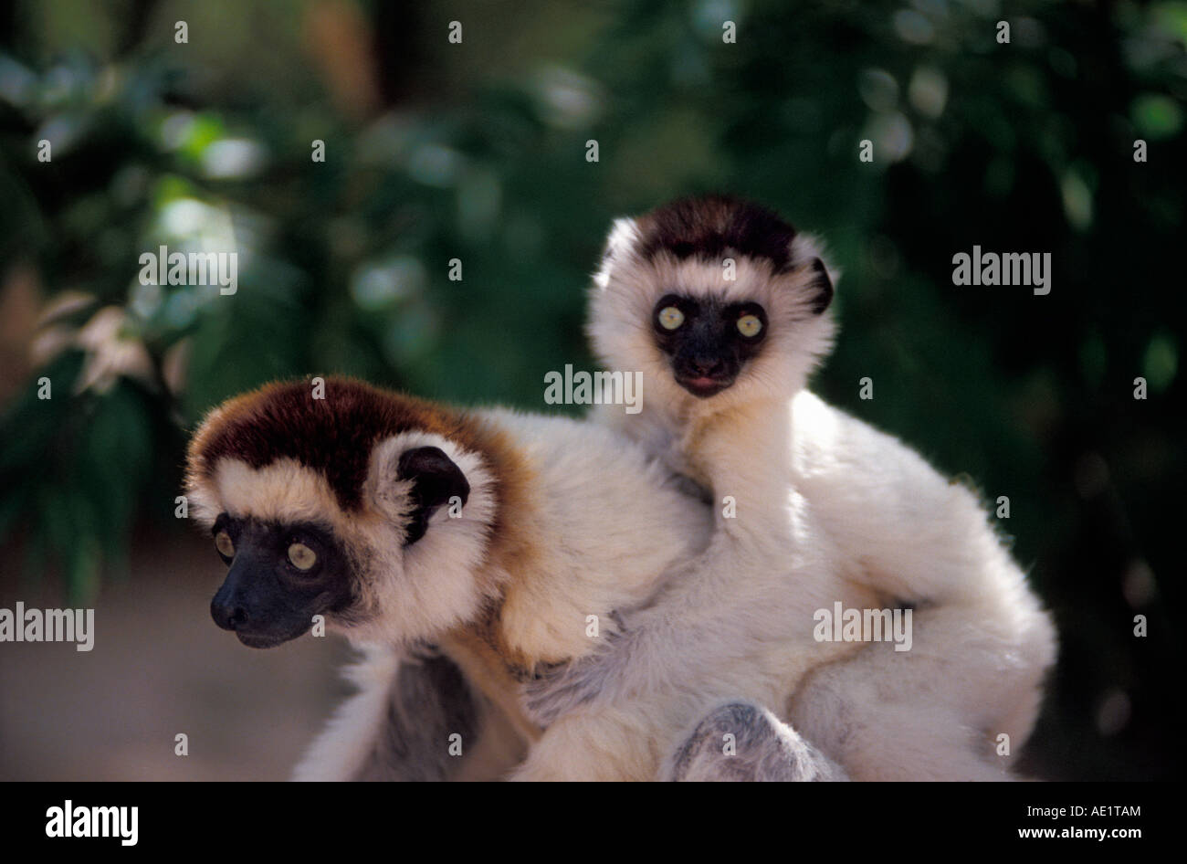 VERREAUXS SIFAKA MADAGASCAR PROPITHECUS VERREAUXI le propitheque de ...