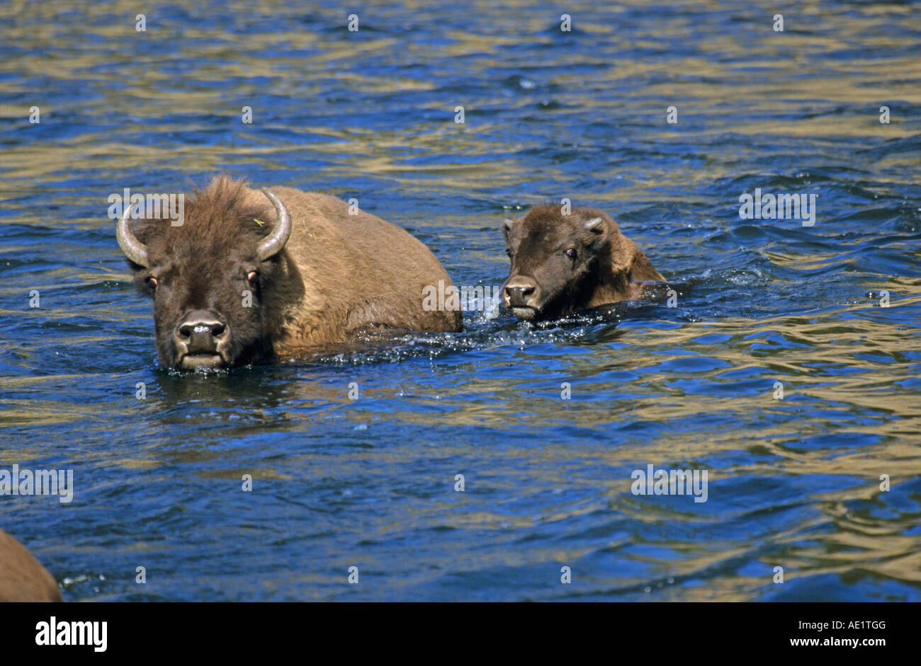 Bison Bison bison buffalo Female mother Bison with small calf swimming ...