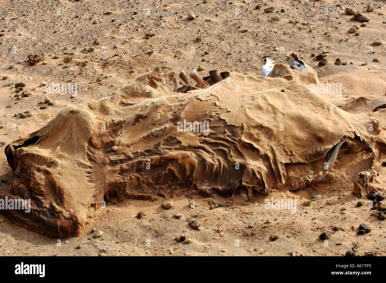 Macabre remains of a Camel corpse dried up in the desert heat Stock ...