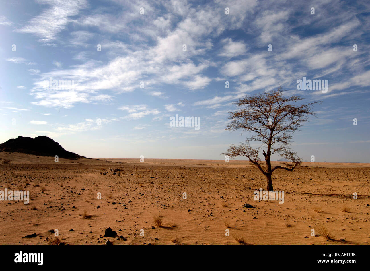 A lonesome tree in the midday desert of Mauritania Stock Photo - Alamy