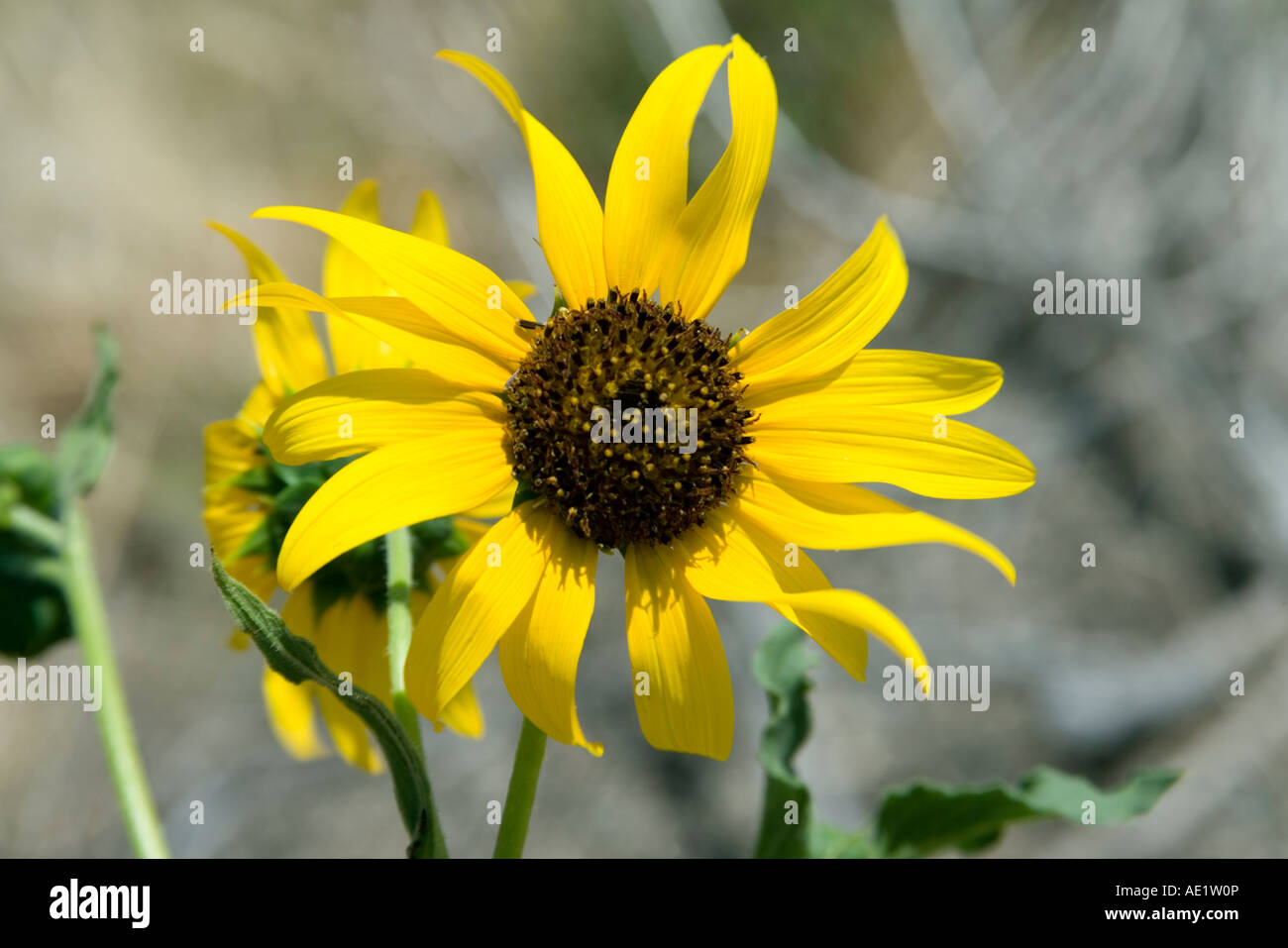 Common Sunflower Helianthus annumm Tucson Arizona United States 23 June ...