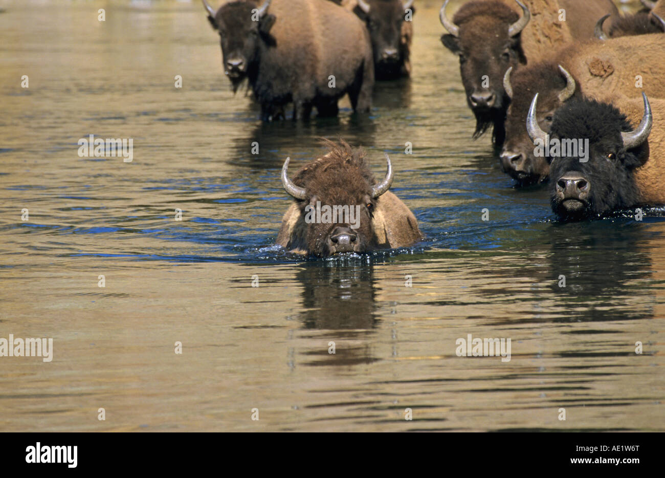 Bison Bison bison buffalo Small group of Bison swimming across a river ...