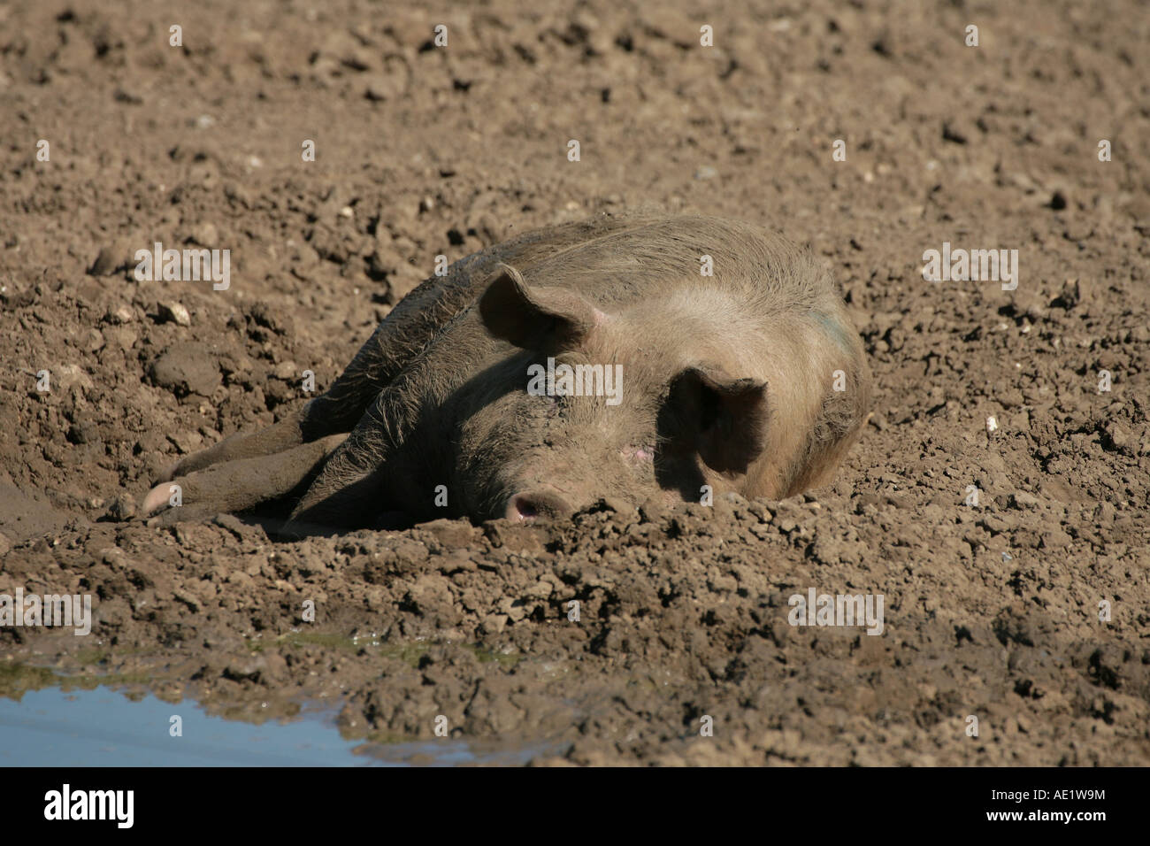 Pig Laying Mud High Resolution Stock Photography and Images - Alamy