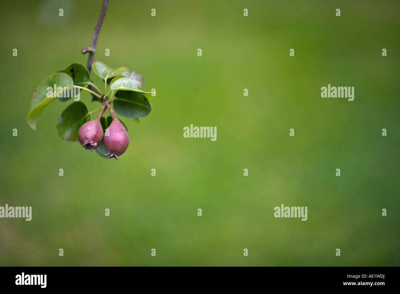 Immature pears in an English orchard Stock Photo - Alamy