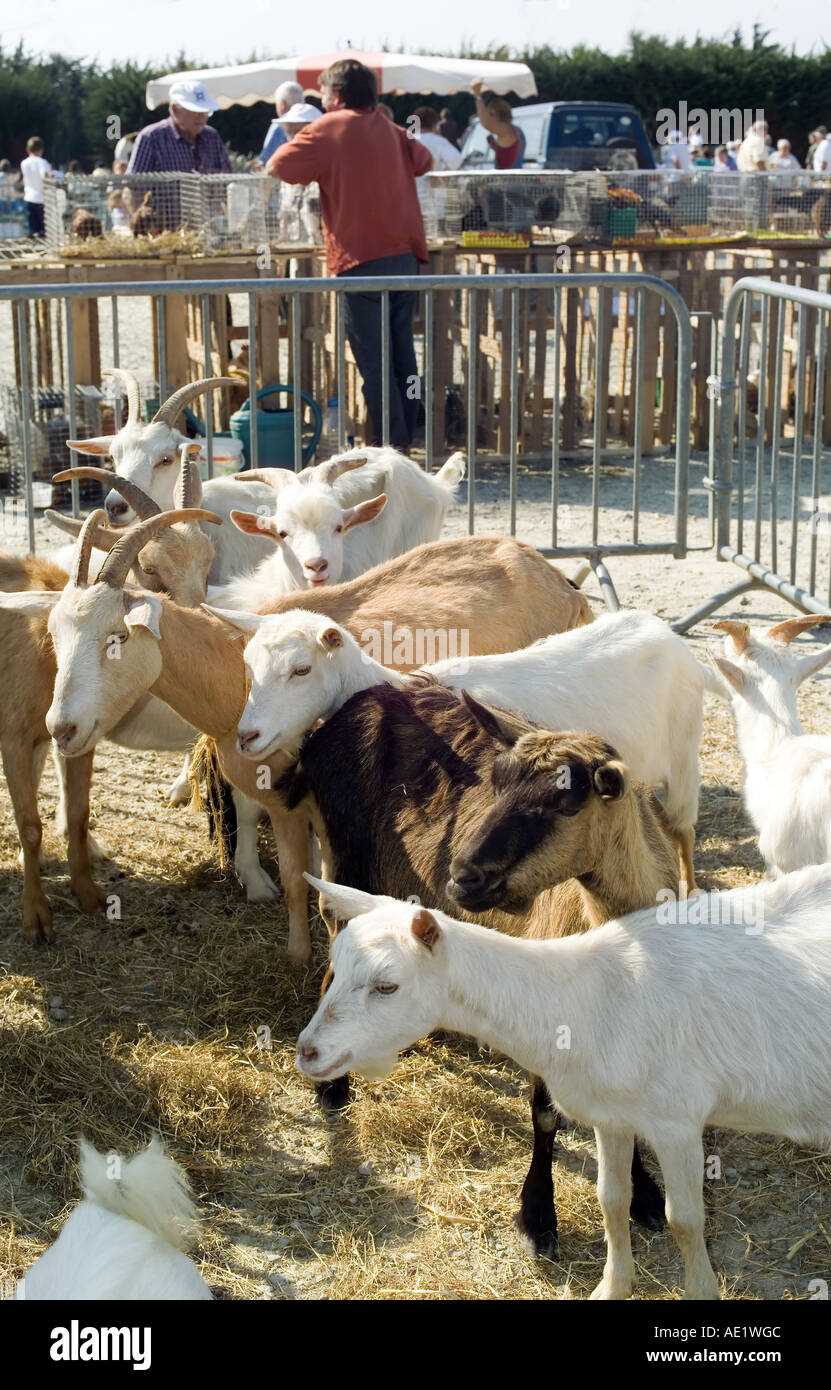 GOATS FOR SALE AT ANNUAL LIVESTOCK MARKET PLOUBALAY BRITTANY FRANCE ...