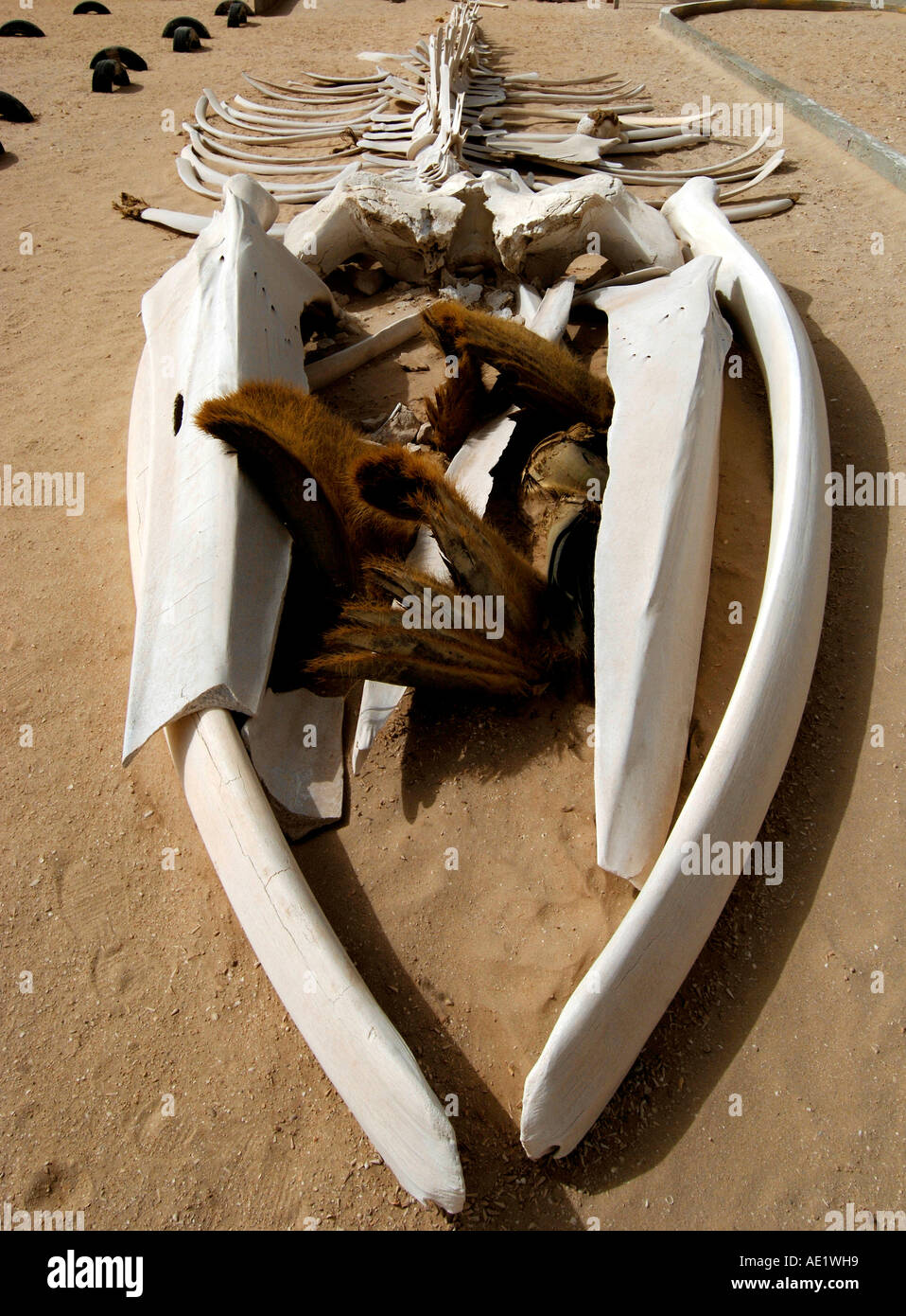 Whale bone africa desert hi-res stock photography and images - Alamy