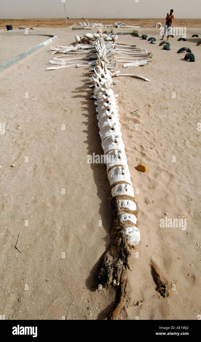 Bones of a washed up whale along the Mauritanian coast Stock Photo - Alamy