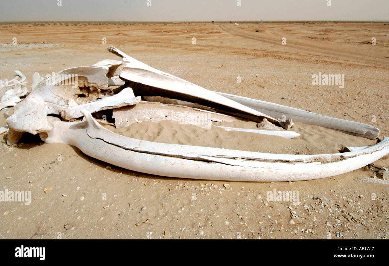 bones-of-a-washed-up-whale-along-the-mauritanian-coast-AE1WJ7.jpg (1300 ...