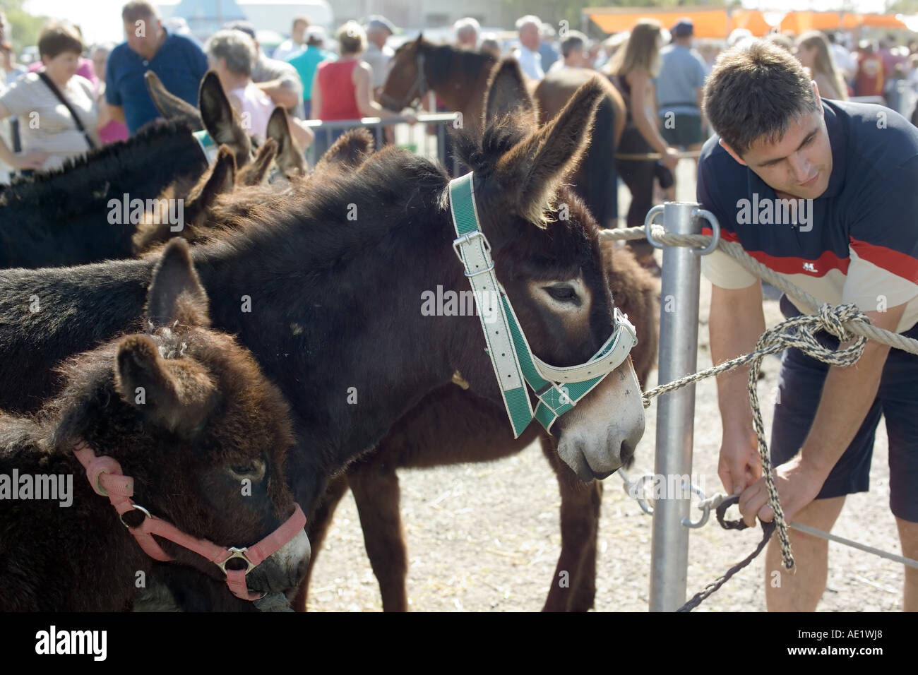Donkeys rearing hi-res stock photography and images - Alamy