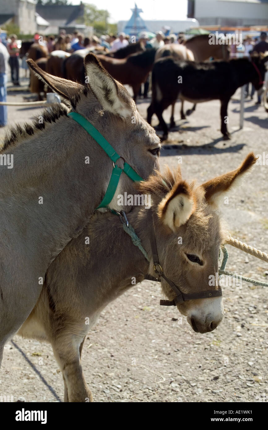 Donkeys rearing hi-res stock photography and images - Alamy