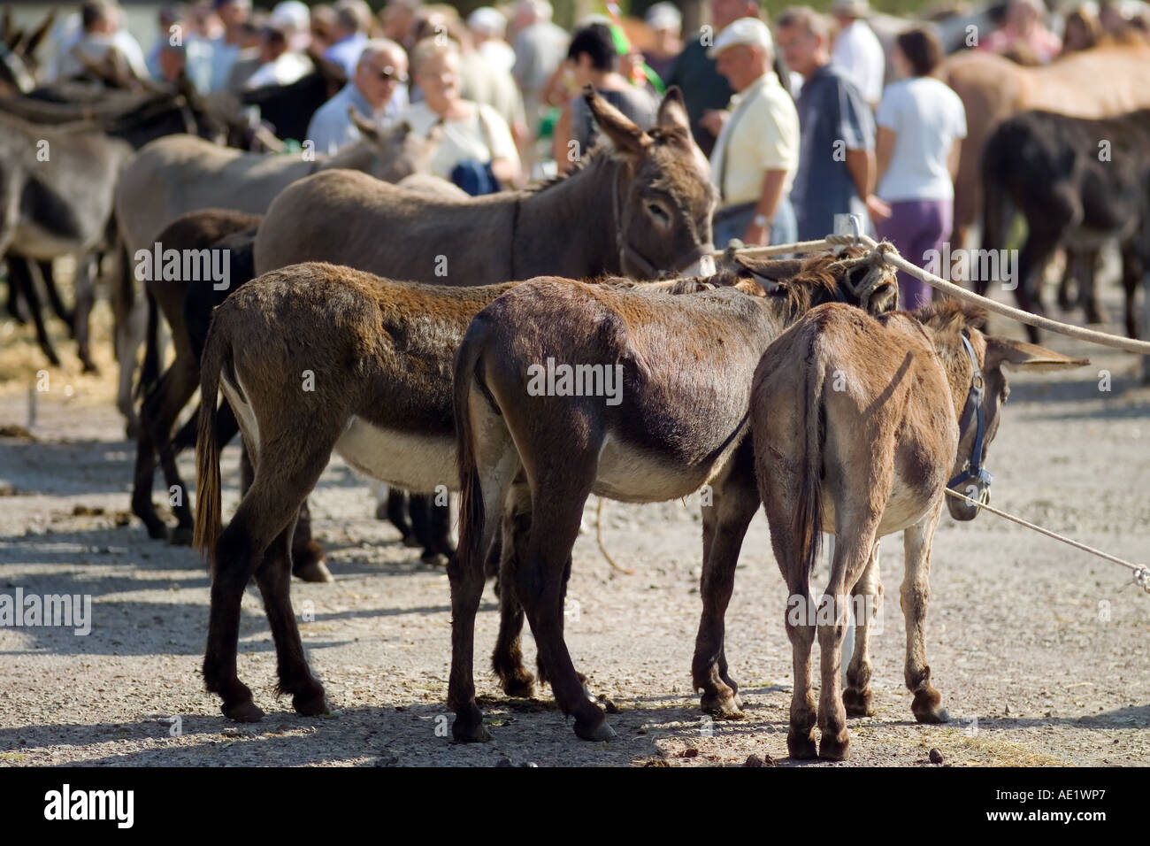 Donkeys rearing hi-res stock photography and images - Alamy