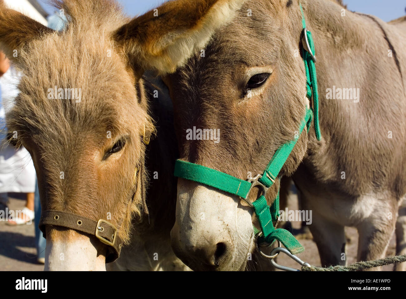 Donkeys Rearing High Resolution Stock Photography and Images - Alamy