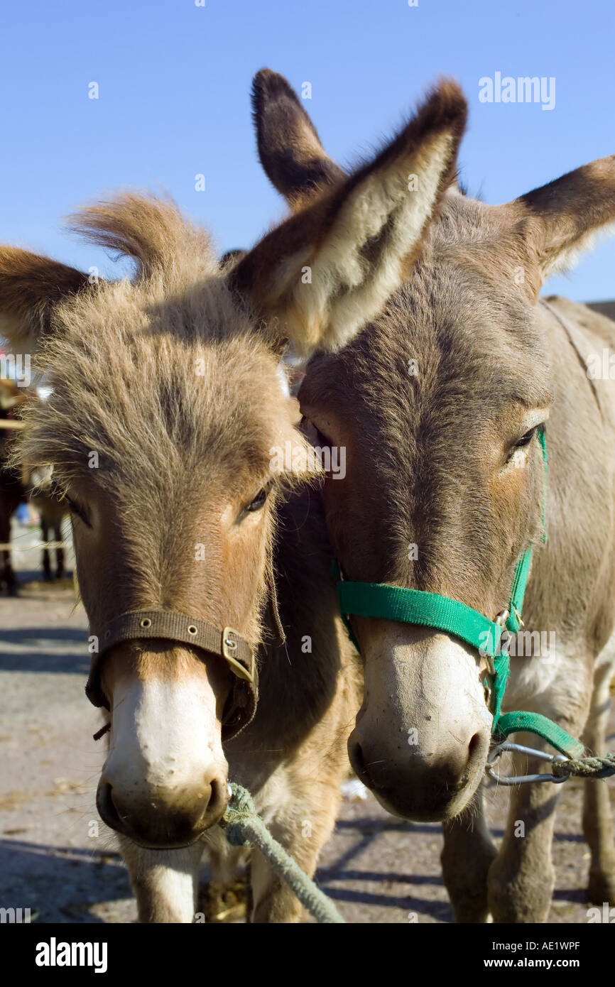Donkeys rearing hi-res stock photography and images - Alamy