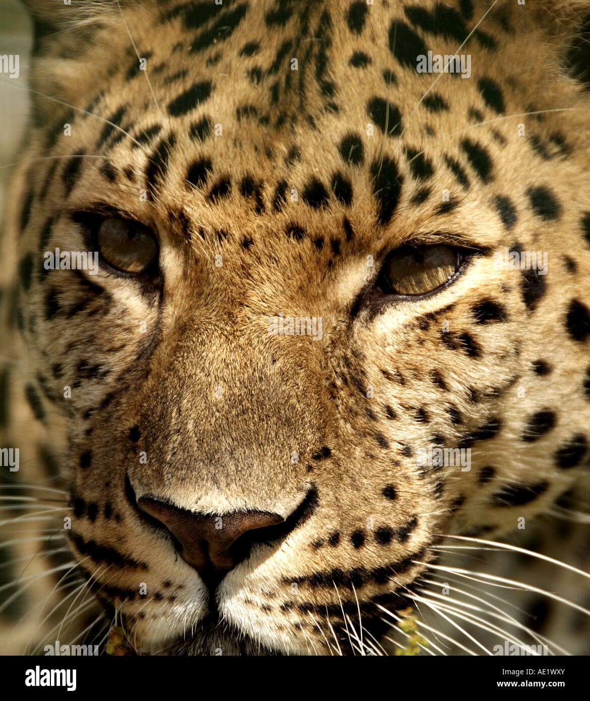 Amur leopard breeding hi-res stock photography and images - Alamy