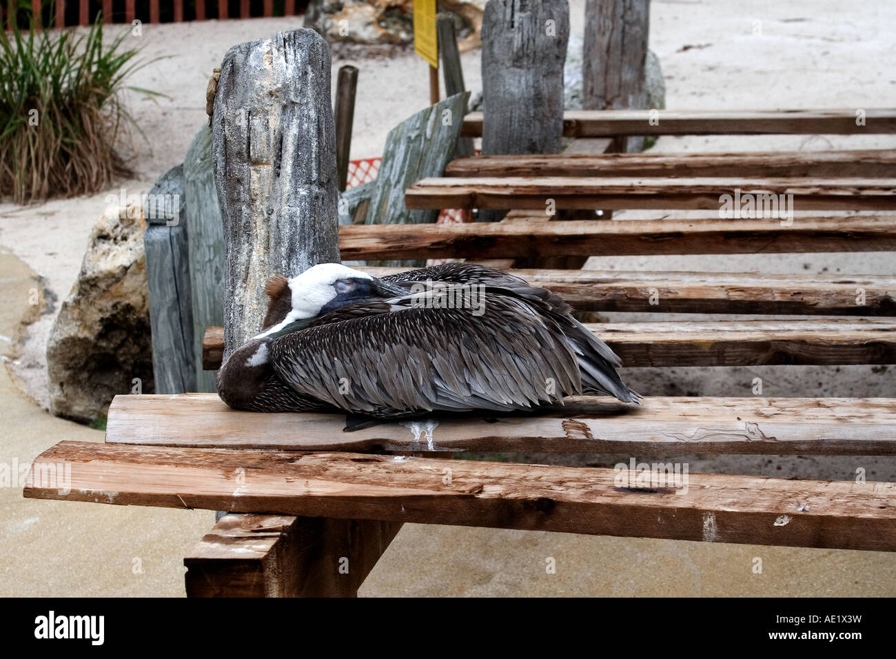 Sleeping Brown Pelican on a Dock Stock Photo - Alamy