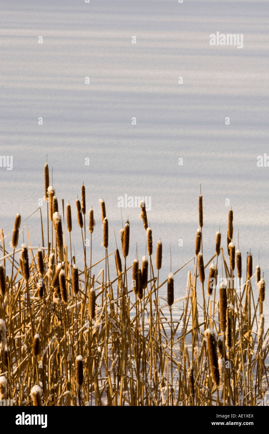 Beaver colonies hi-res stock photography and images - Alamy
