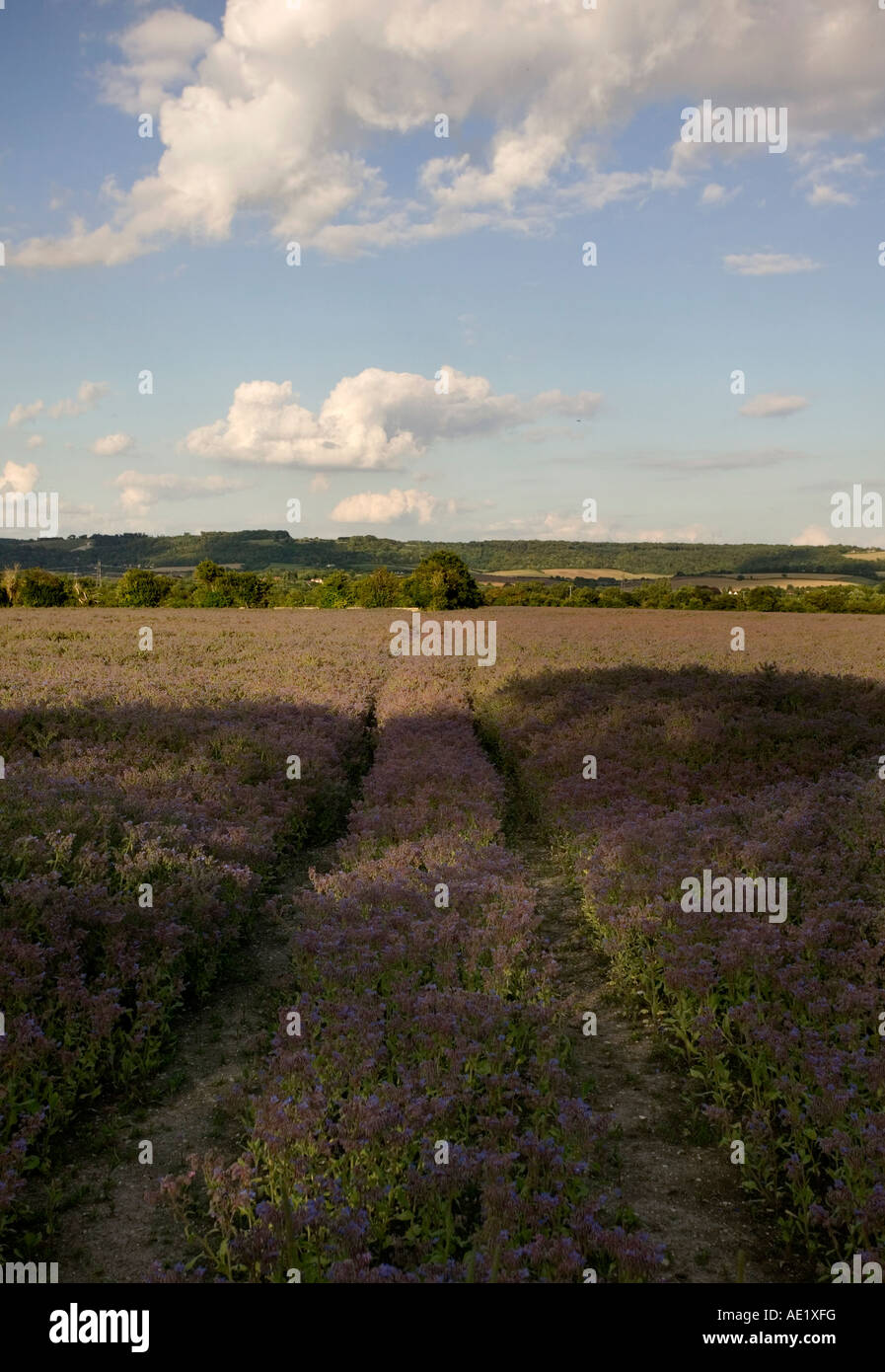 Flax field in buckinghamshire uk hi-res stock photography and images ...