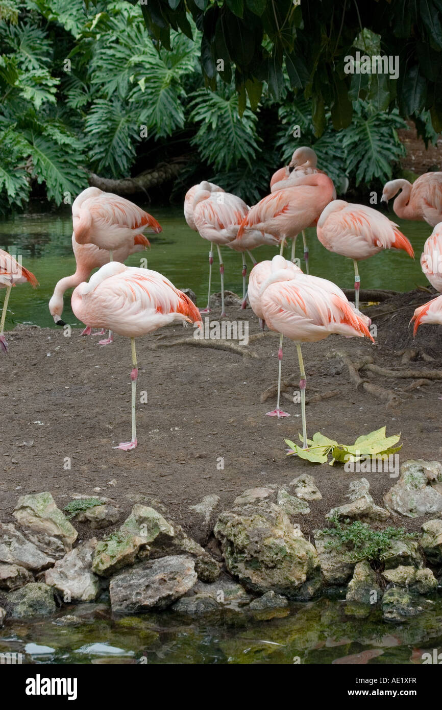 Flamingo in a zoo setting hi-res stock photography and images - Alamy