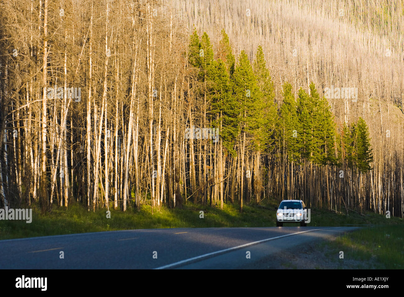Car driving on a road in Yellowstone National Park Stock Photo - Alamy