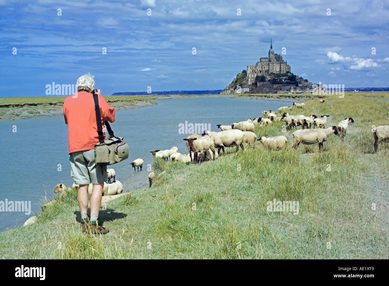 Sheep grazing in front of mont saint michel hi-res stock photography ...