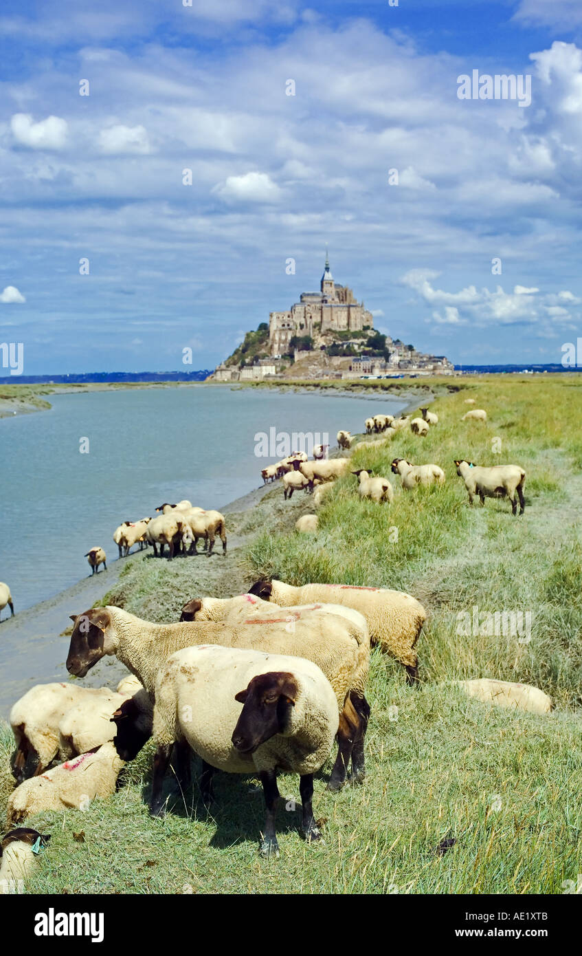 Sheep grazing in front of mont saint michel hi-res stock photography ...