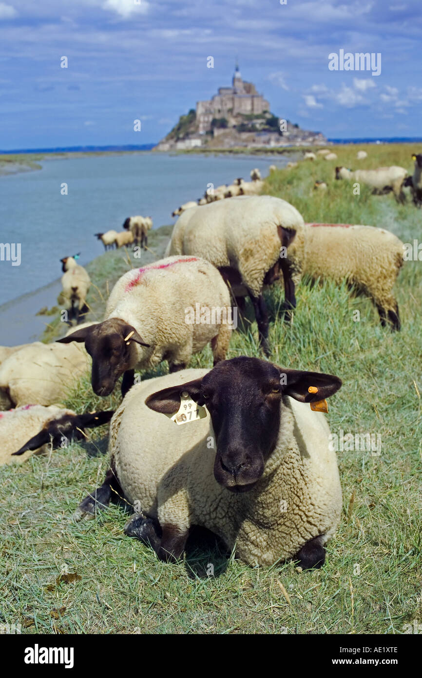 Sheep grazing in front of mont saint michel hi-res stock photography ...