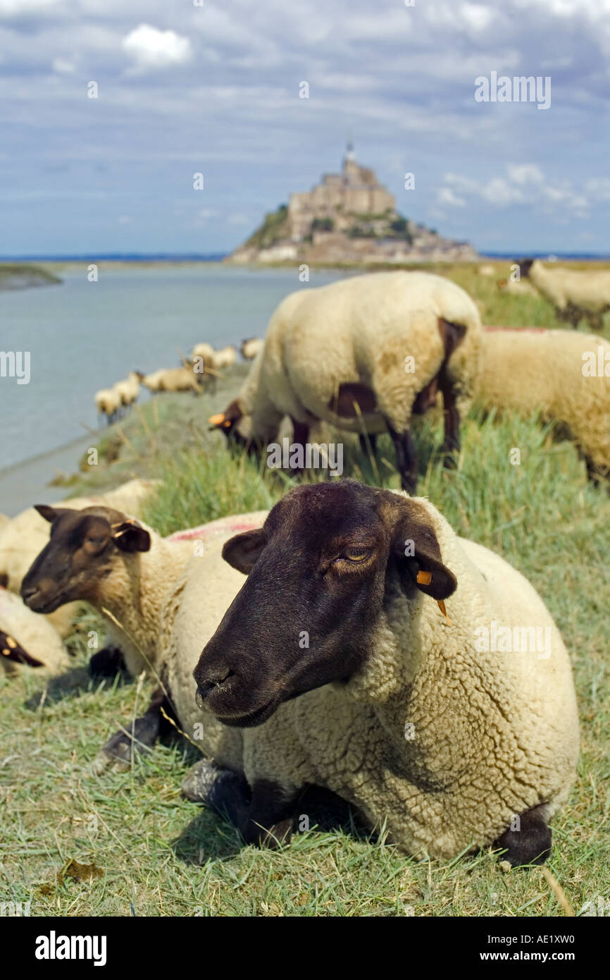 Sheep grazing in front of mont saint michel hi-res stock photography ...