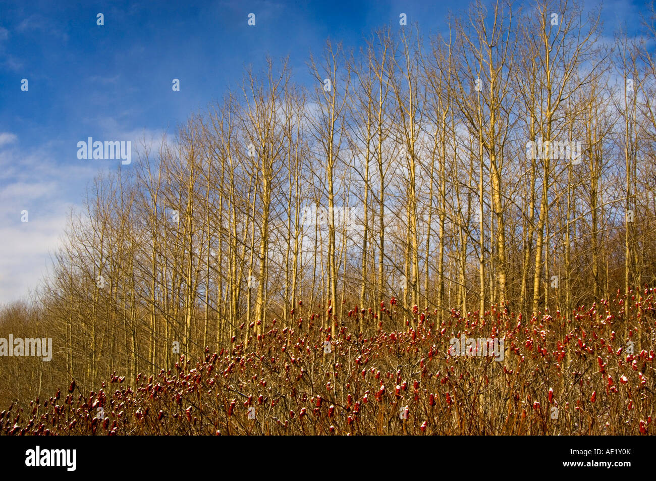 Staghorn sumac (Rhus typhina). Winter colony with fruiting bodies near ...