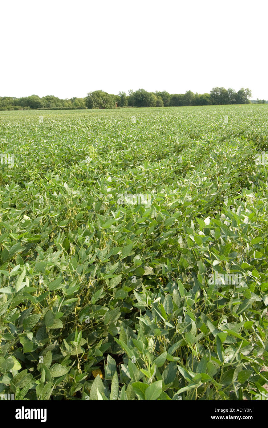 Minnesota agriculture corn and soybeans are the two main crops of ...