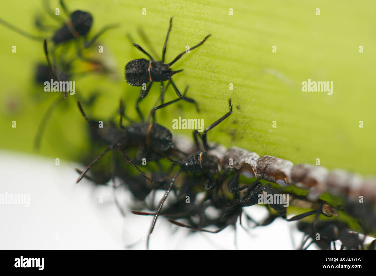 Nymphs of sap sucking type of bugs on a plant Stock Photo - Alamy