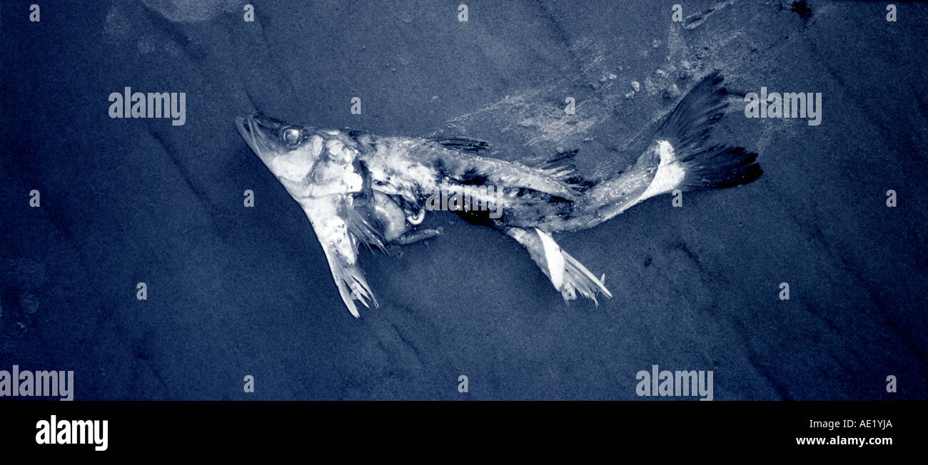 Brazil fish pollution hi-res stock photography and images - Alamy