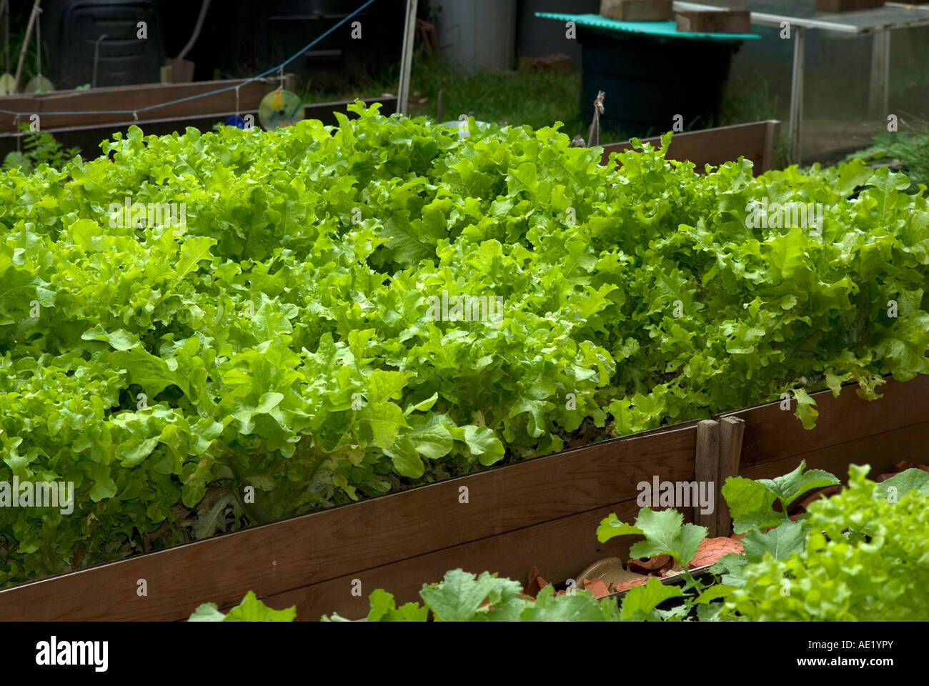 Homegrown home grown growing lettuce green curly hi-res stock ...