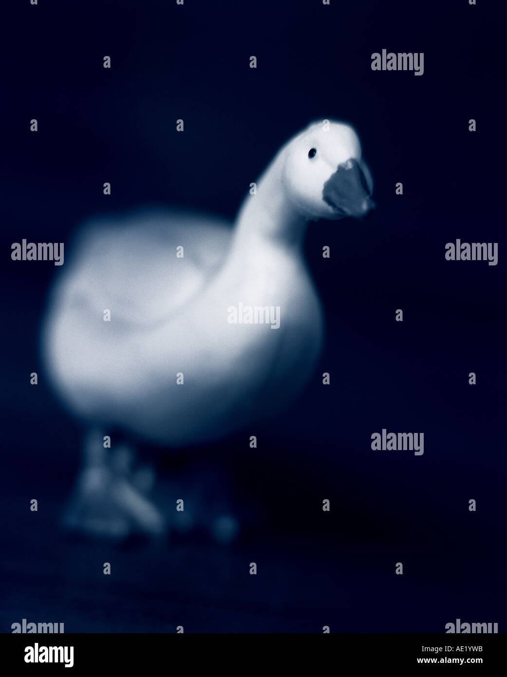 Plastic goose toy hi-res stock photography and images - Alamy