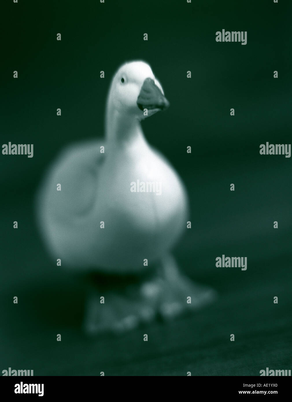 Plastic goose toy hi-res stock photography and images - Alamy