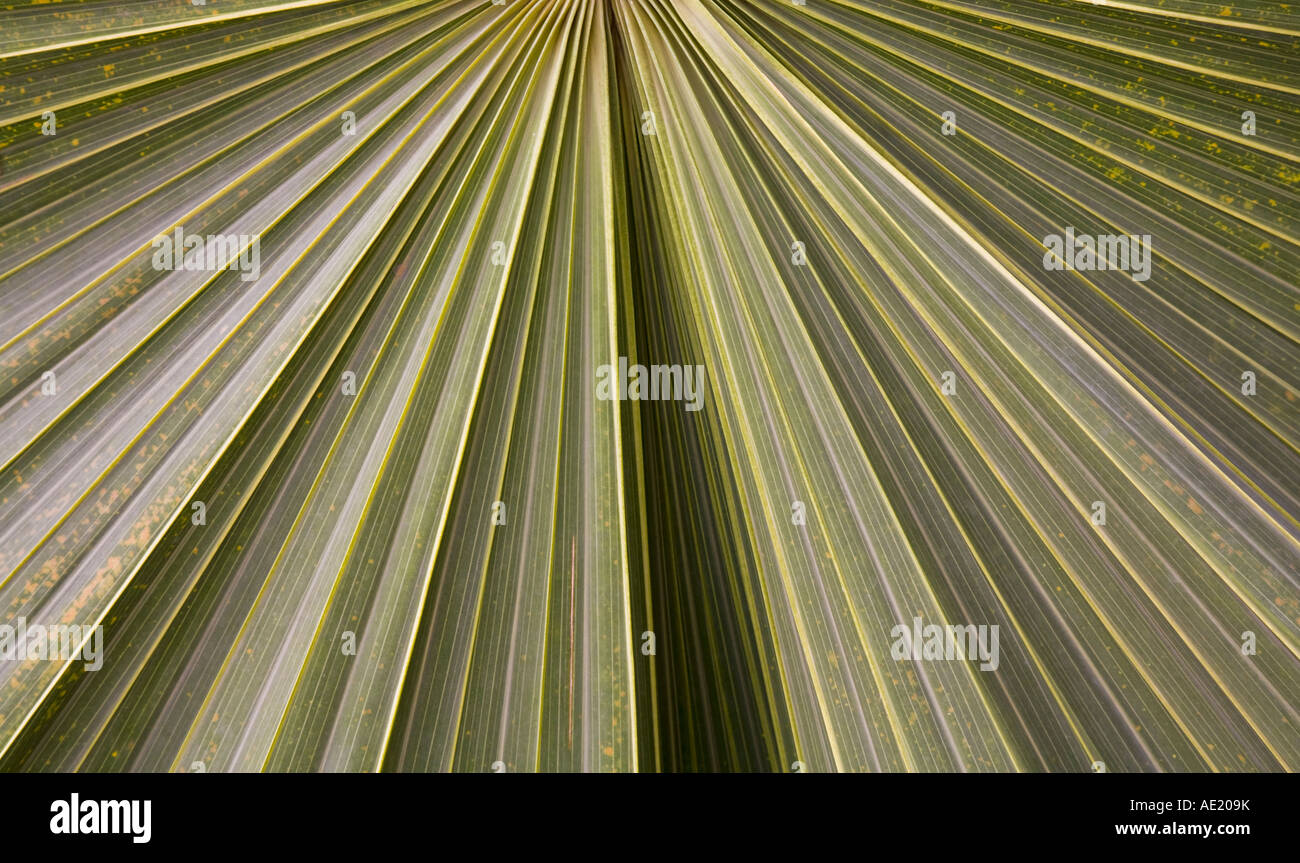 Triangular leaf hi-res stock photography and images - Alamy